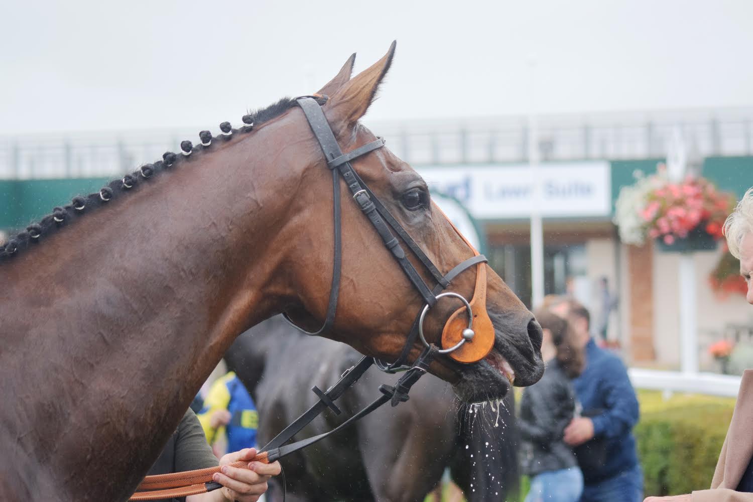 HORSES - Brian Ellison Racing Club